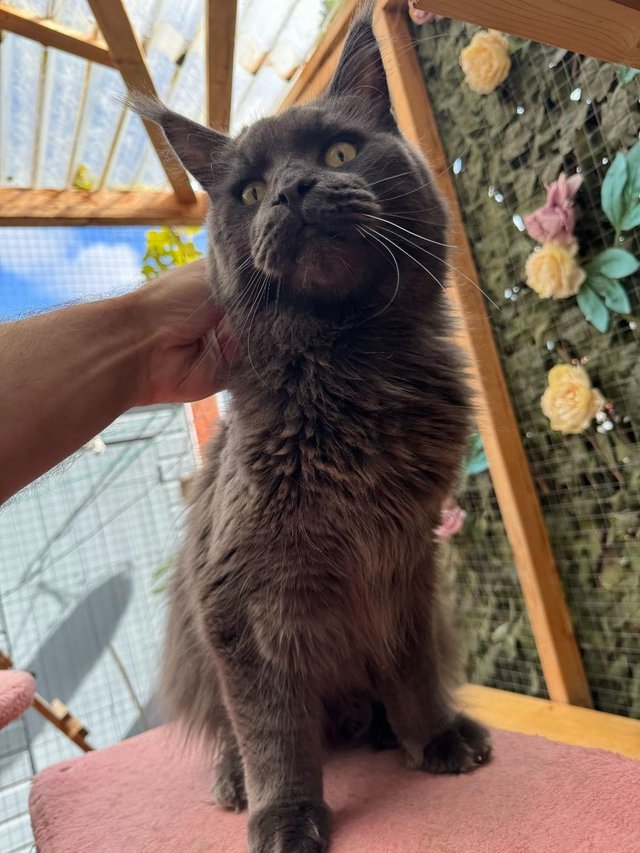 Local Classifieds | Preloved