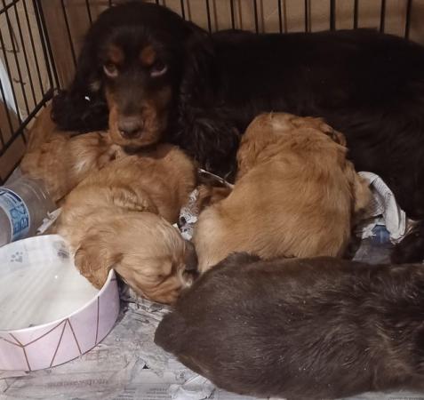 Reduced in Norfolk!!!! Cocker spaniel puppies For Sale in Brecon, Powys ...