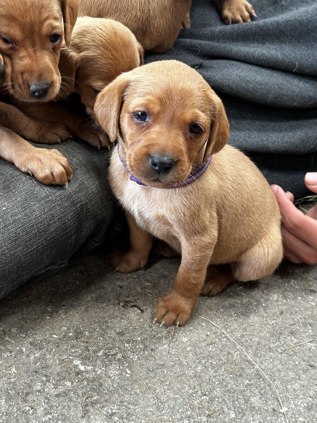 Local Classifieds | Preloved