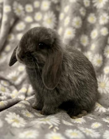 9 week old Holland lop bunnies For Sale in Winsford, Cheshire | Preloved
