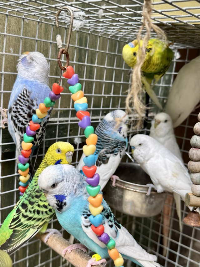 Local Classifieds | Preloved