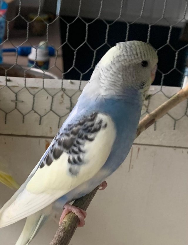 Local Classifieds | Preloved