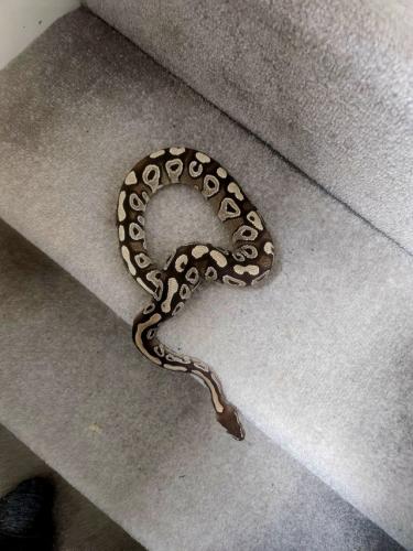 Female mojave royal python For Sale in Crowborough, East Sussex | Preloved