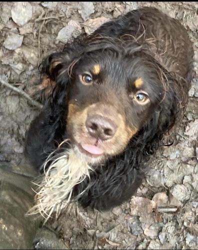 6 week old Cocker spaniel puppies For Sale in Sheffield, South ...