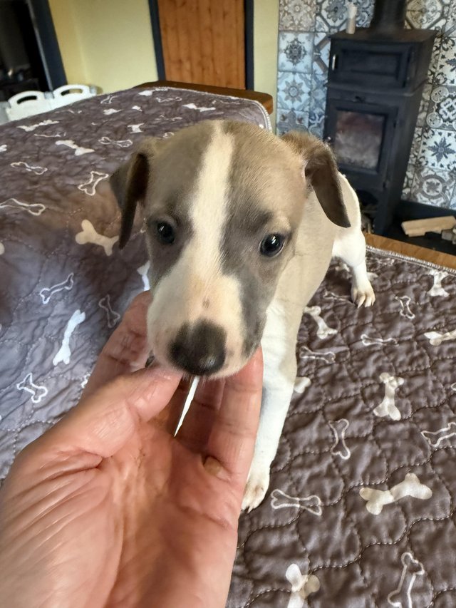 Local Classifieds | Preloved