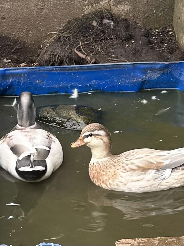 Local Classifieds | Preloved