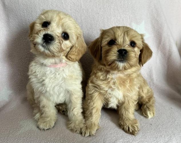 Ready 13/8/24 - DNA/Health Tested Cavachon Puppies For Sale in Telford ...