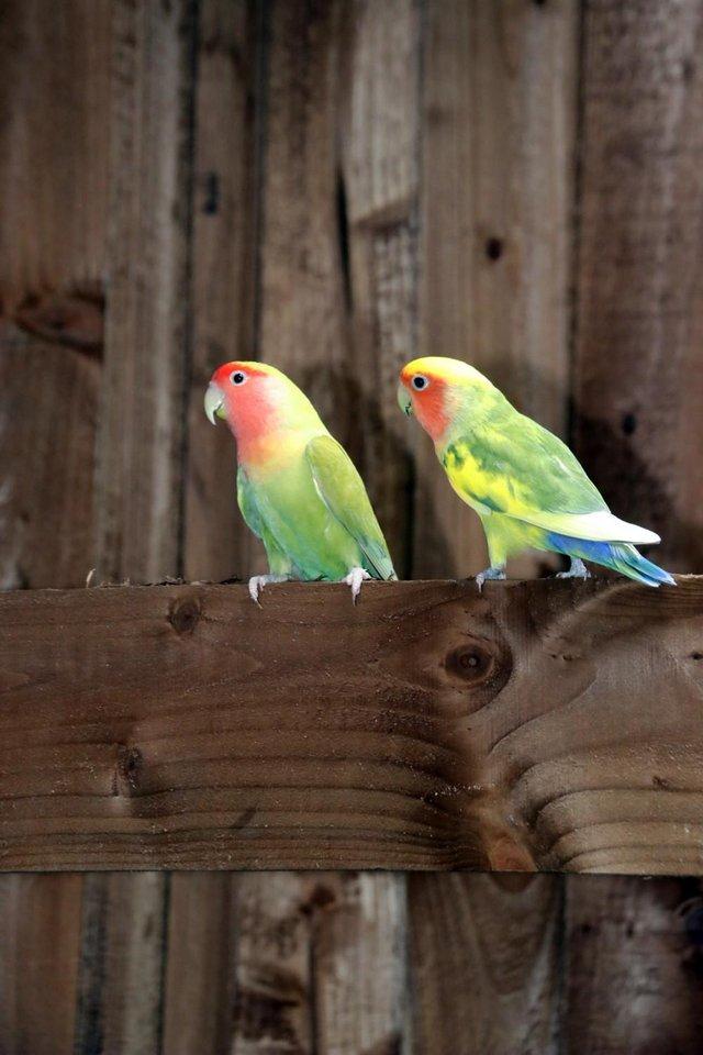 Local Classifieds | Preloved