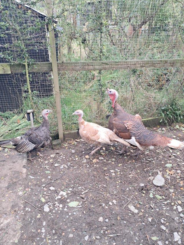 Local Classifieds | Preloved