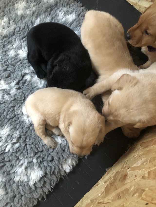 Local Classifieds | Preloved