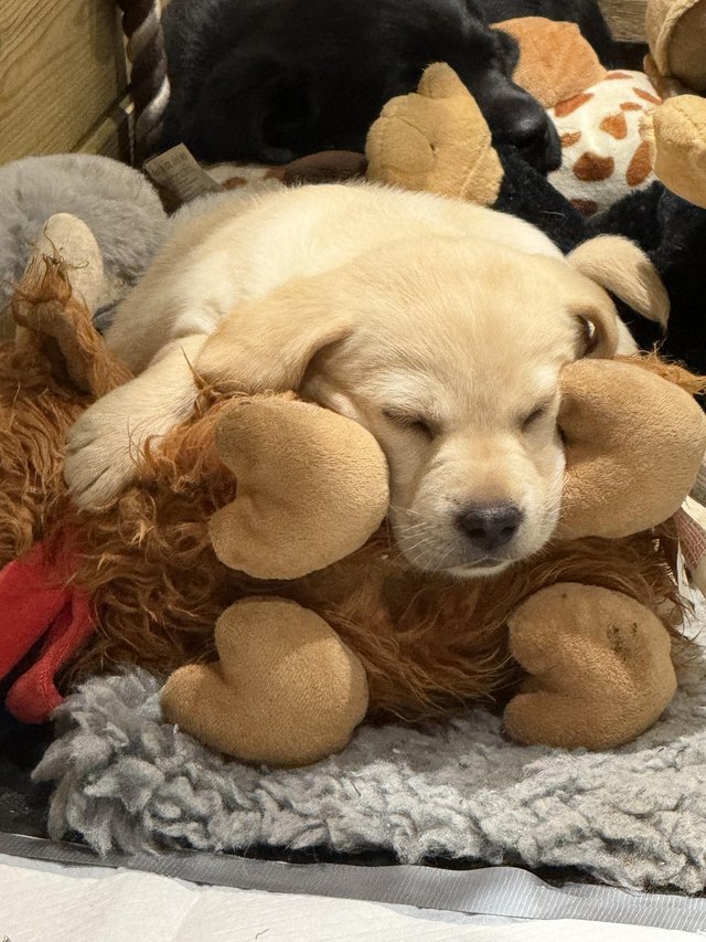 Local Classifieds | Preloved