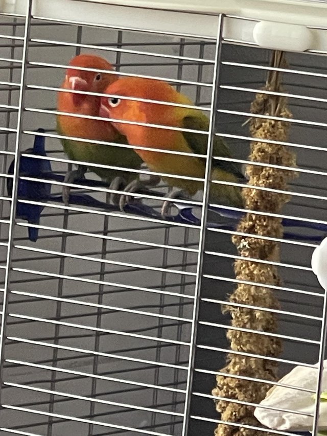 Local Classifieds | Preloved