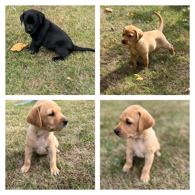 Local Classifieds | Preloved