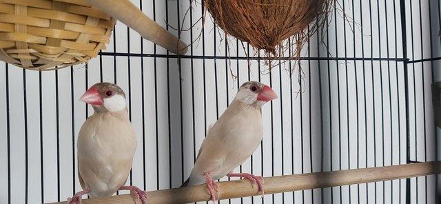 One Pair of java sparrows For Sale in Hemel Hempstead, Hertfordshire ...