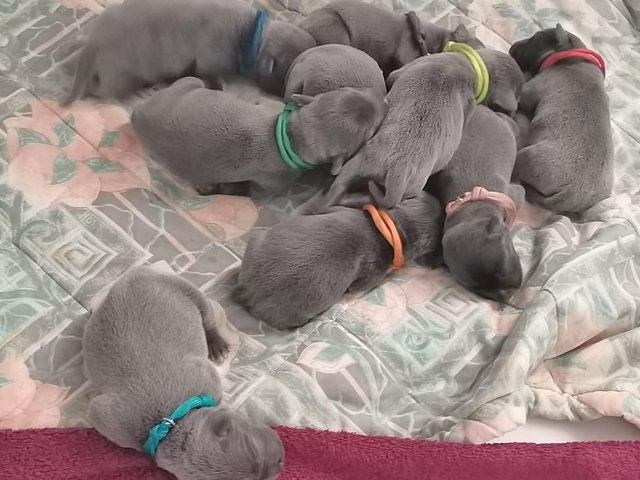 Local Classifieds | Preloved