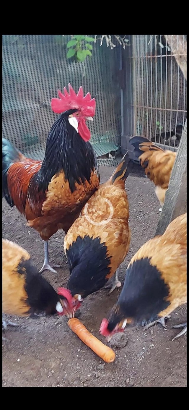 Local Classifieds | Preloved