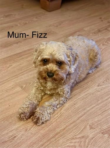 BeautifulF1B Toy Dark Red Cavapoo Puppy's For Sale in Wakefield, West ...