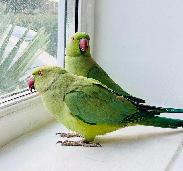 Ringnecks for sale store