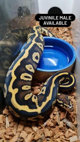 Ball pythons Double Incubator and 27 4L RUB Hatchling Rack For Sale in ...