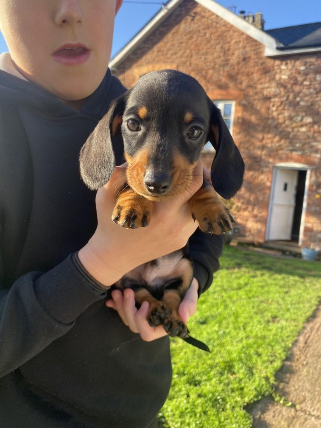 Local Classifieds | Preloved