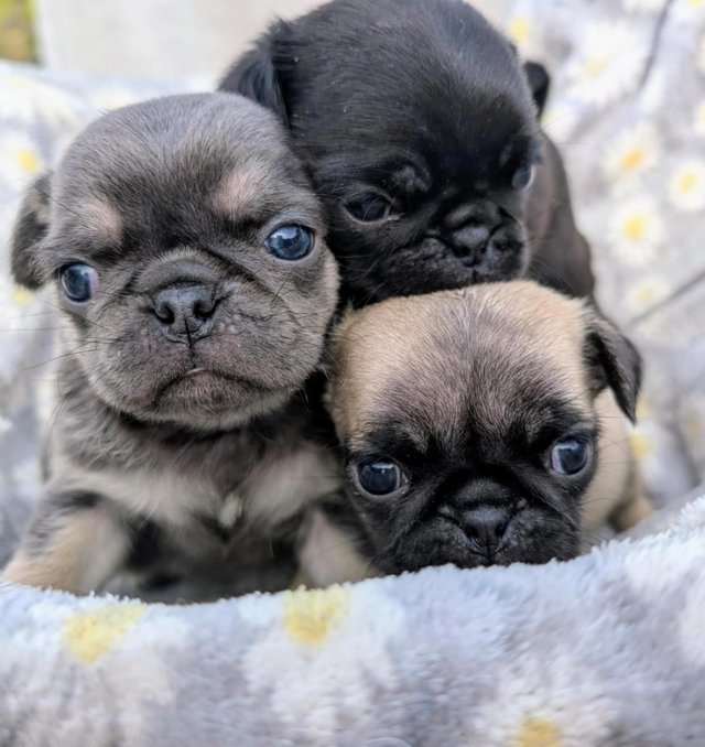 Local Classifieds | Preloved