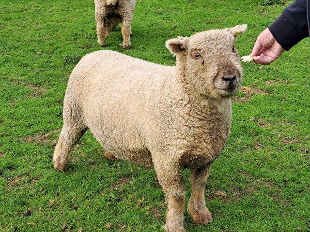 Local Classifieds | Preloved