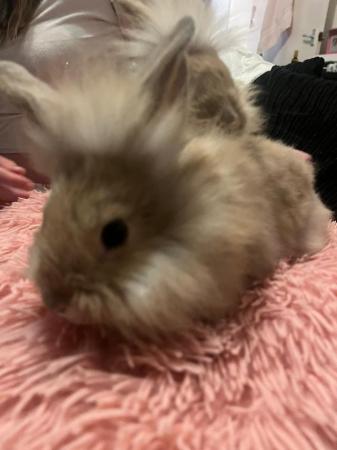 Beautiful 8 week old lionhead x baby rabbits For Sale in Weston-super ...