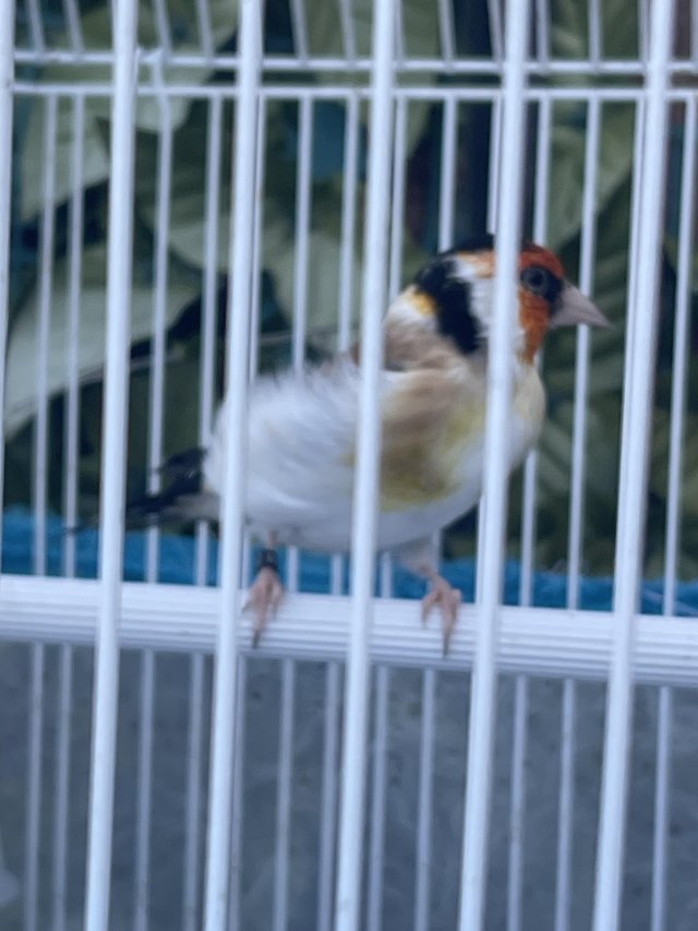 Local Classifieds | Preloved