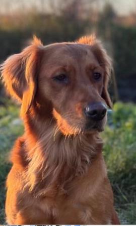 Gorgeous Fox Red Golden Retriever Puppies For Sale in Northampton ...