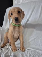 Local Classifieds | Preloved