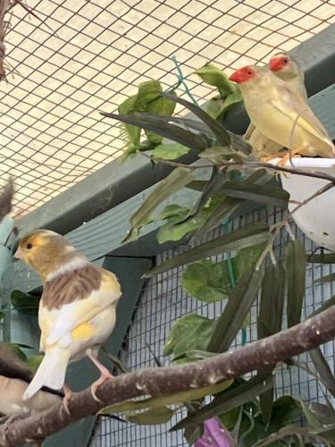 Aviary birds Beautiful Canaries Pied Star finches For Sale in ...