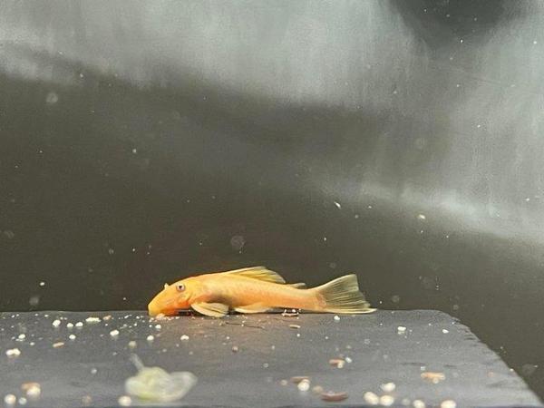 NOT £10! Blue Eye Lemon Bristlenose Pleco Short + Long Fin For Sale in ...