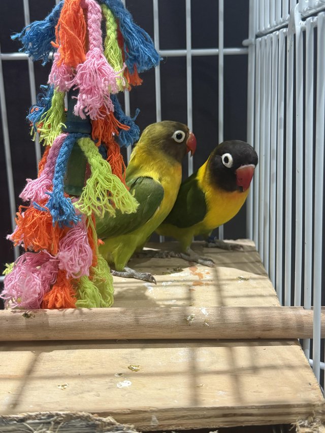 Local Classifieds | Preloved