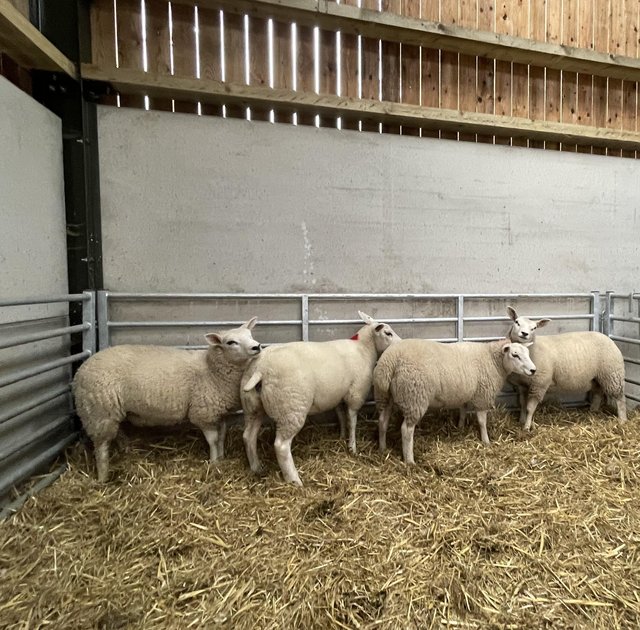 Local Classifieds | Preloved