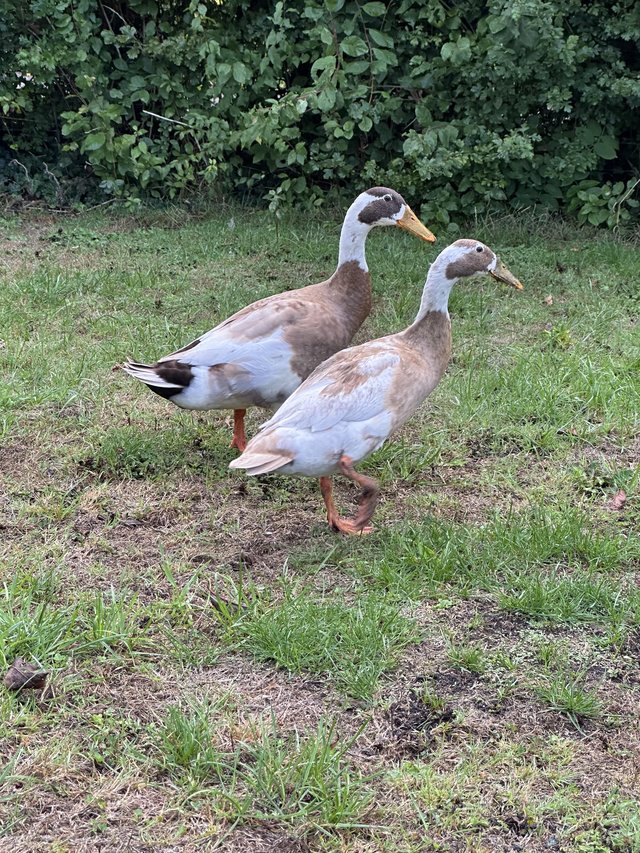 Local Classifieds | Preloved