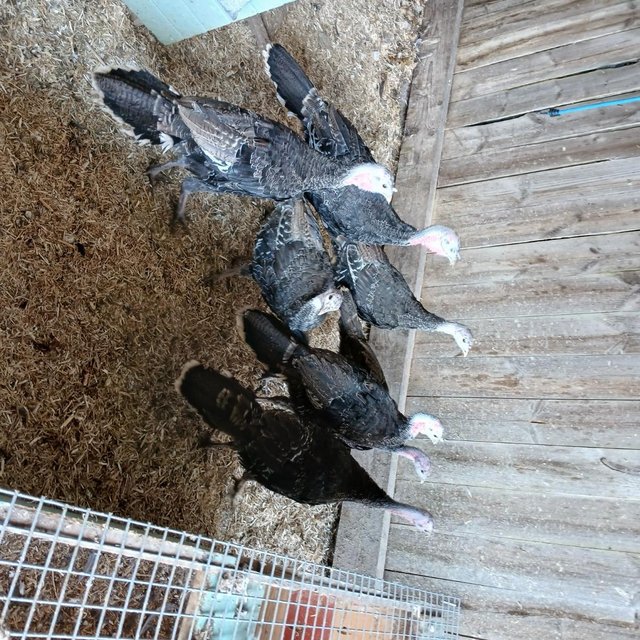 Local Classifieds | Preloved