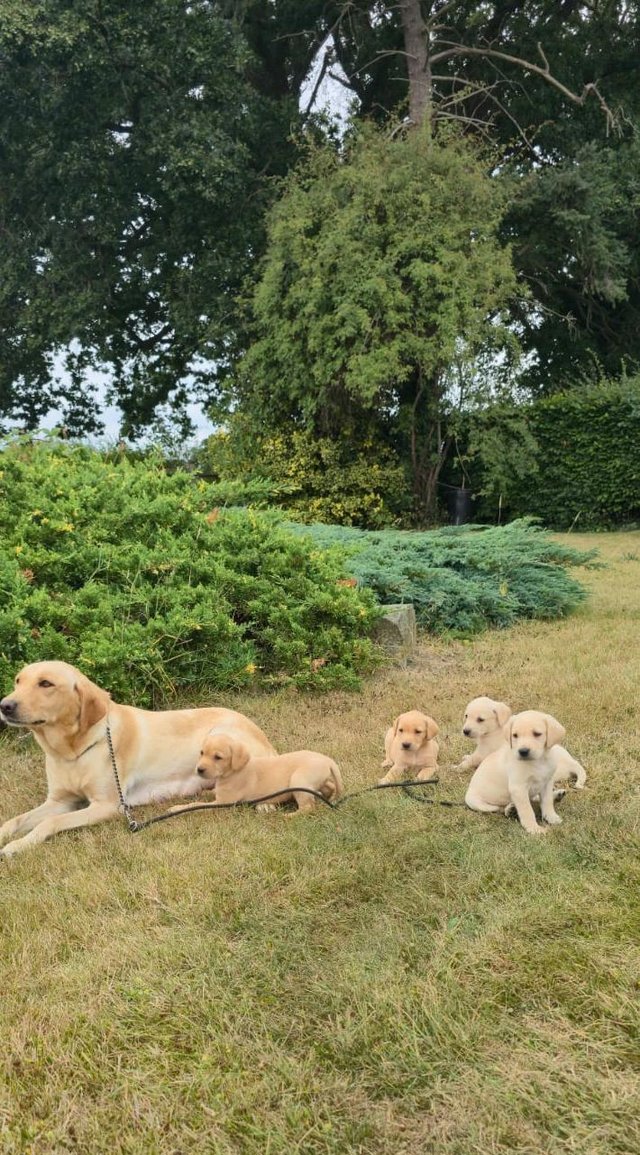 Local Classifieds | Preloved