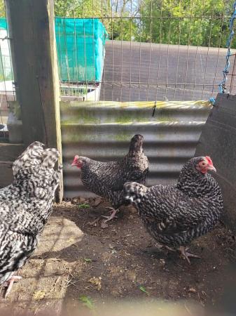 Cuckoo Marans Bantam Hatching Eggs (Dark Strain) For Sale in Rotherham ...