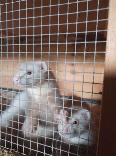 albino and champagne/sandy ferret kits For Sale in Sleaford ...