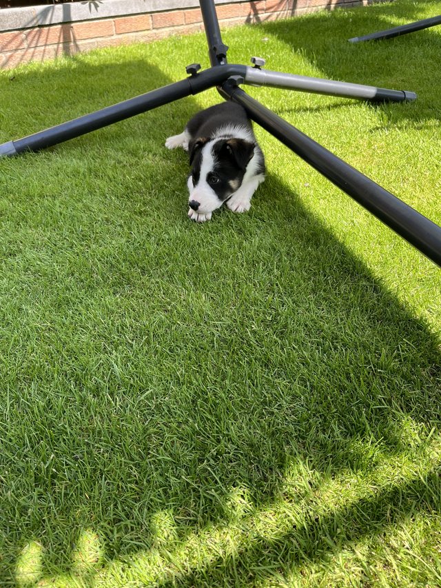 Local Classifieds | Preloved