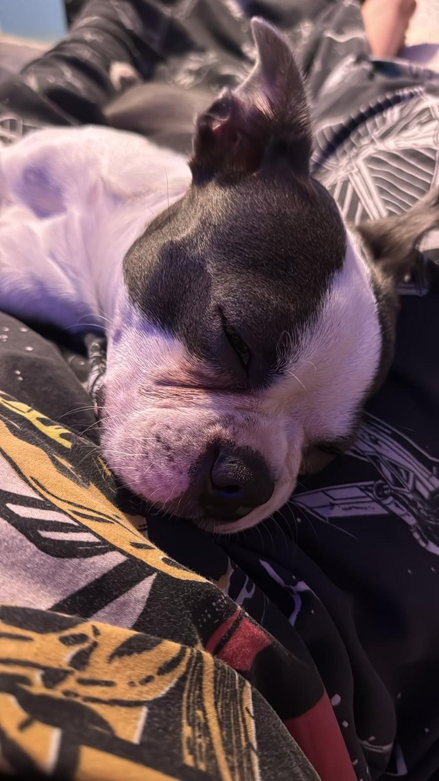 Preloved puppies free to good home store
