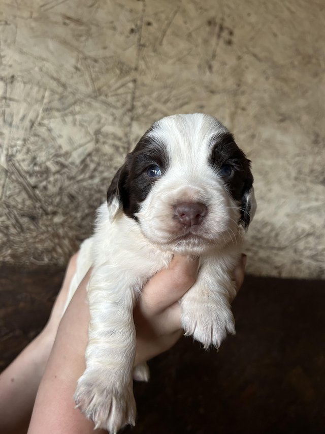 Local Classifieds | Preloved