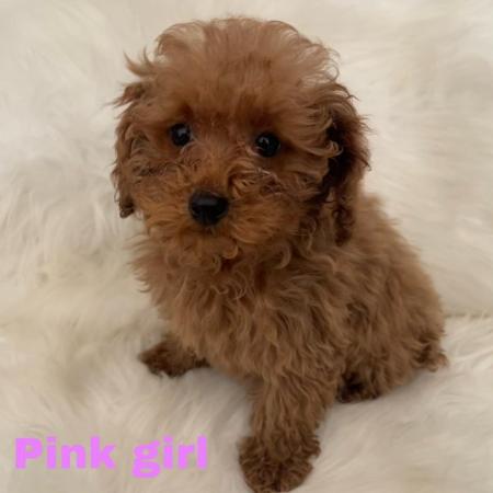 Deep Red F2B Toy Cavapoo Puppies for Sale ONLY BOYS LEFT For Sale in ...