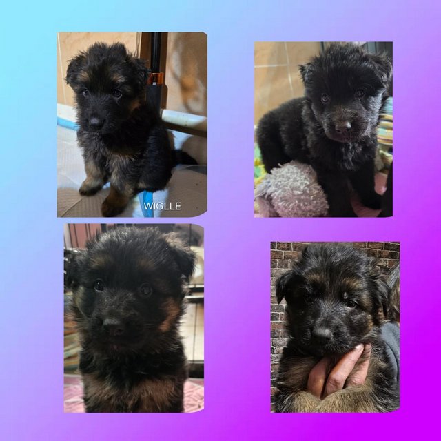 Local Classifieds | Preloved