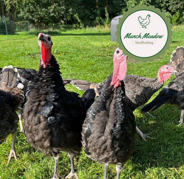 Local Classifieds | Preloved