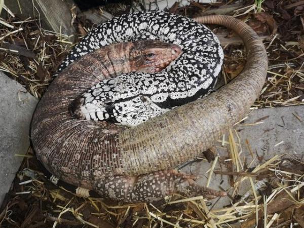 Argentine red tegu large 3ft + lizard For Sale in Newmarket ...