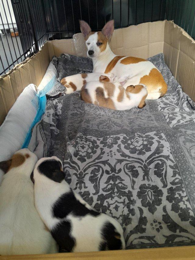 Local Classifieds | Preloved