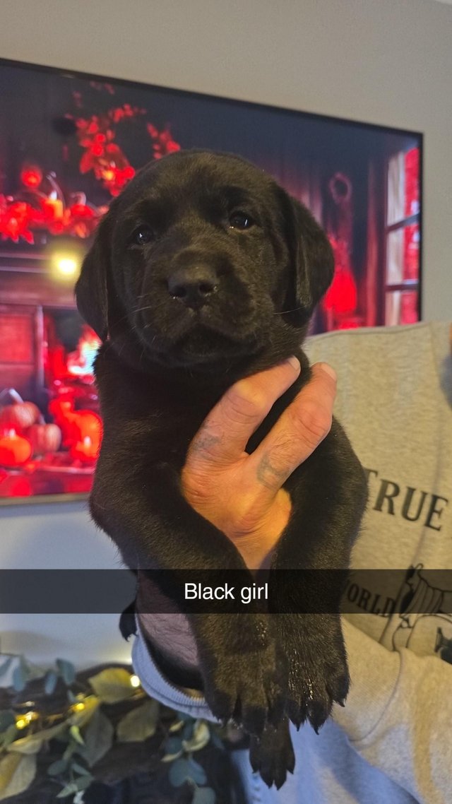 Local Classifieds | Preloved