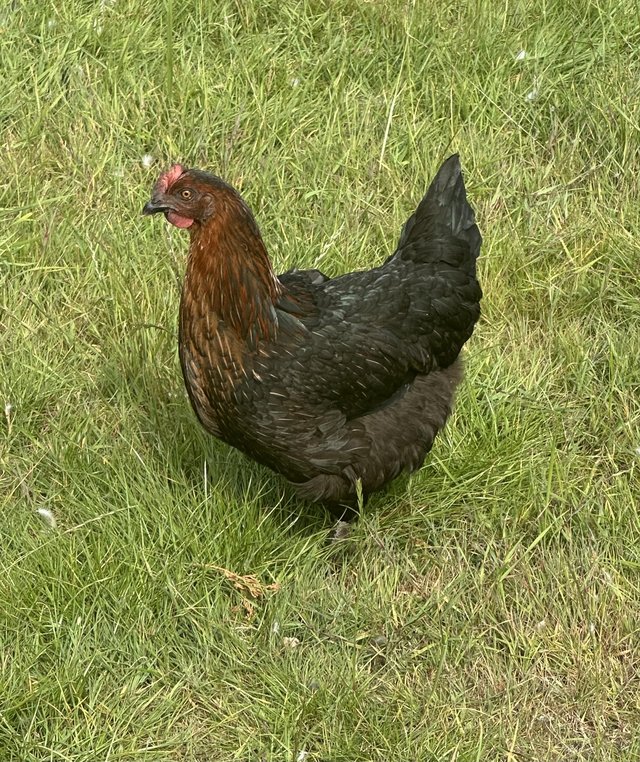 Local Classifieds | Preloved