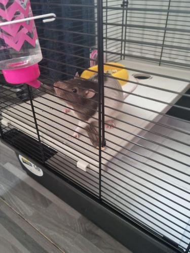 looking to rehome male rat Wanted in Northumberland, Nortumberland ...